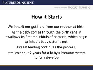 Gut flora probiotic | PPTX