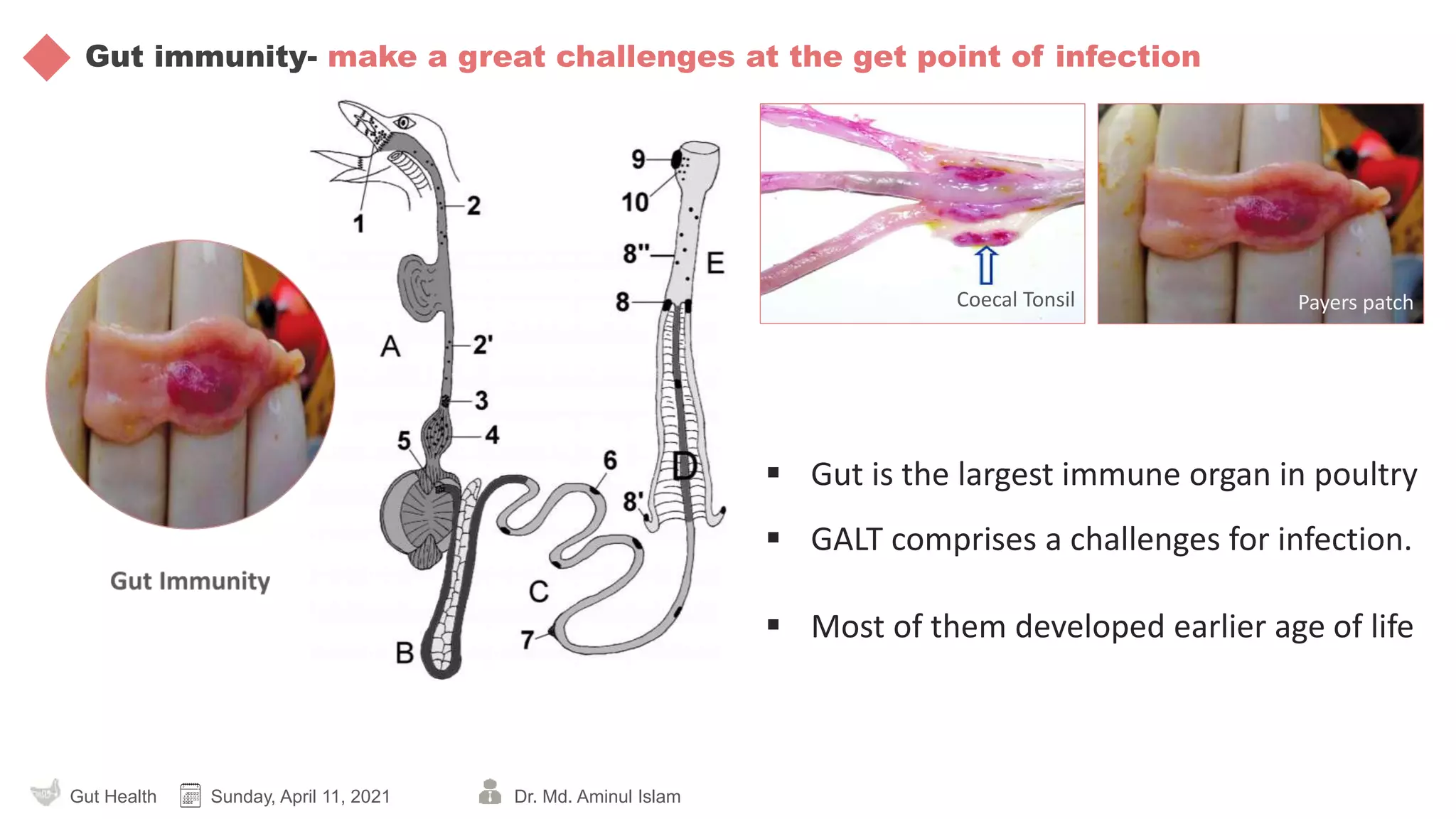 Gut health the pillar of all production success in poultry | PPTX