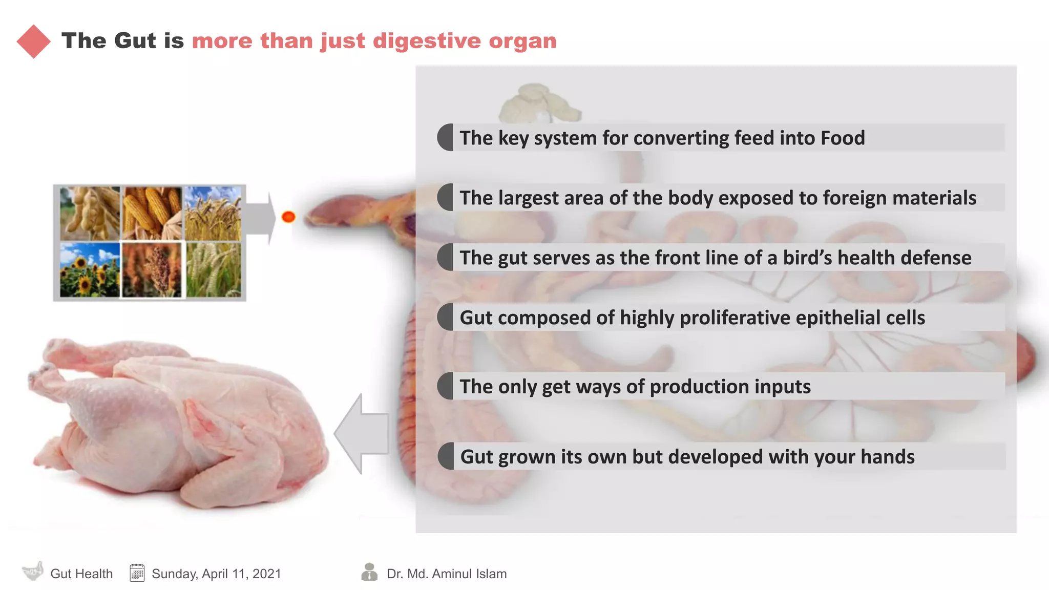 Gut health the pillar of all production success in poultry | PPTX