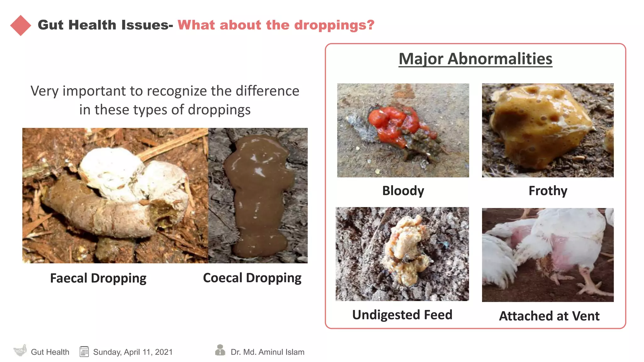 Gut health the pillar of all production success in poultry | PPTX