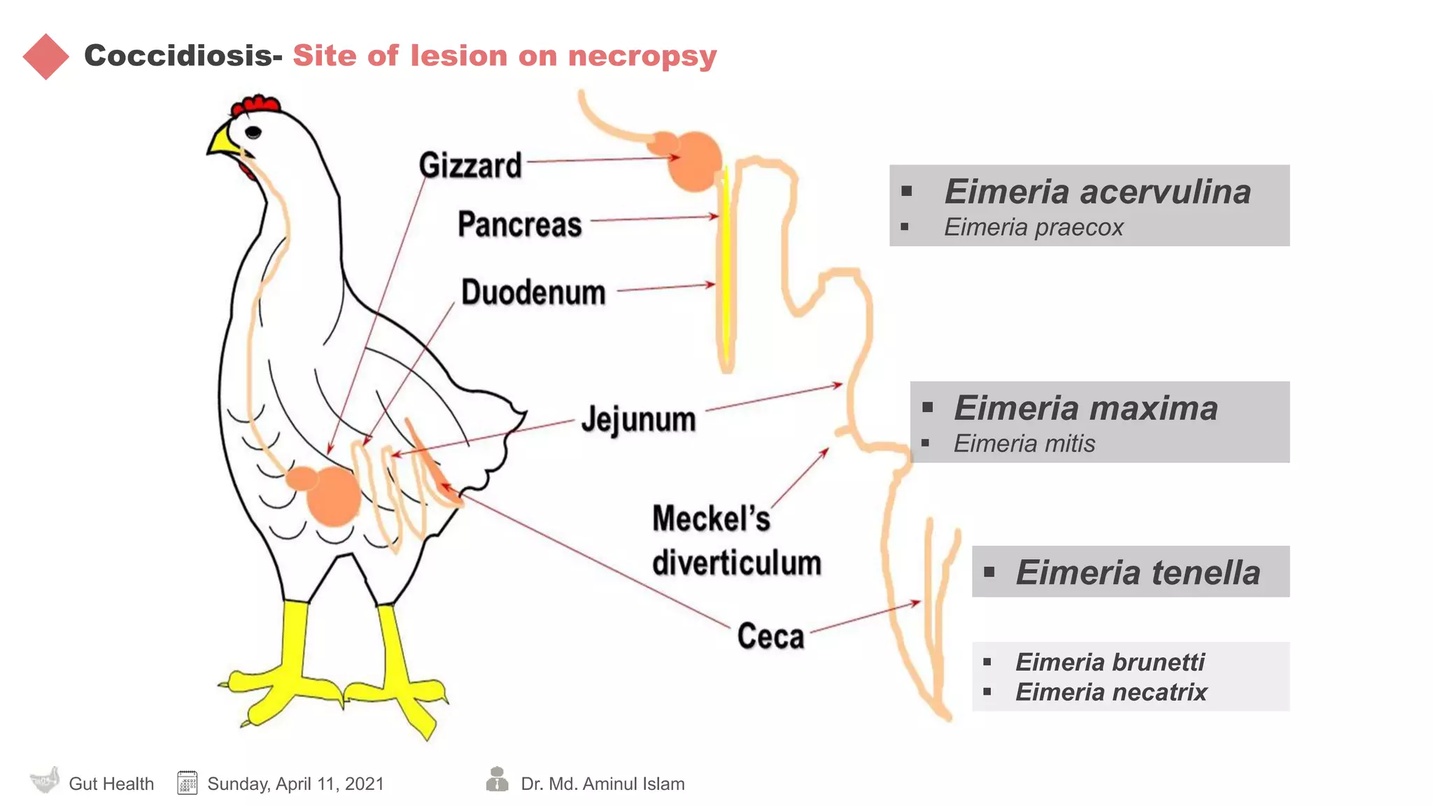 Gut health the pillar of all production success in poultry | PPTX