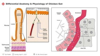 Gut health the pillar of all production success in poultry | PPTX