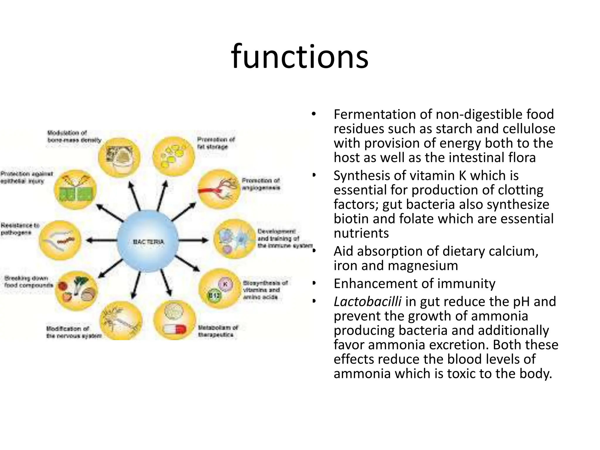 GUT MICROBIOME AND ITS FUNCTIONS IN THE COLON | PPTX | Digestive ...