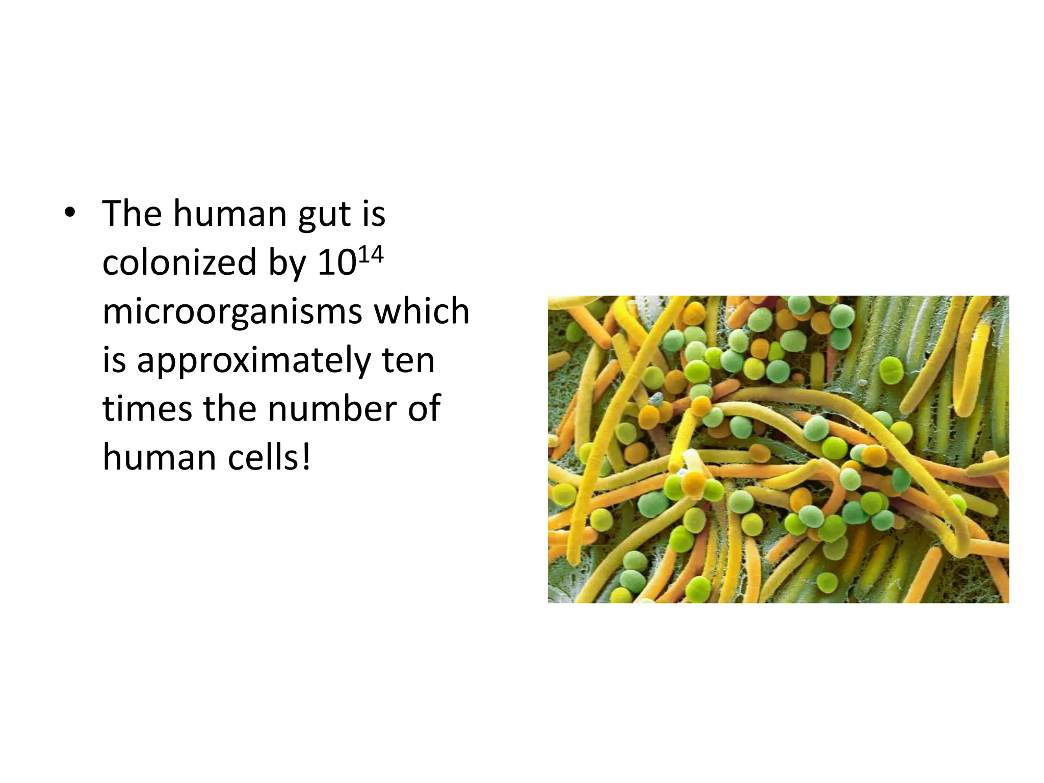 GUT MICROBIOME AND ITS FUNCTIONS IN THE COLON | PPTX