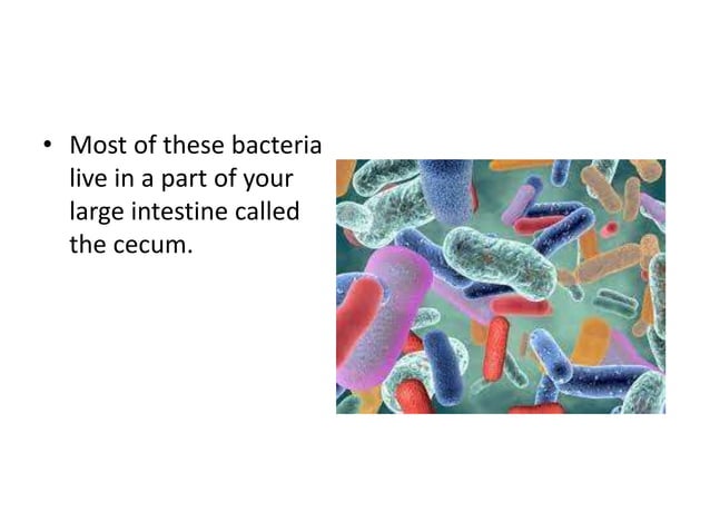 GUT MICROBIOME AND ITS FUNCTIONS IN THE COLON | PPTX | Digestive Disorders | Diseases and Conditions