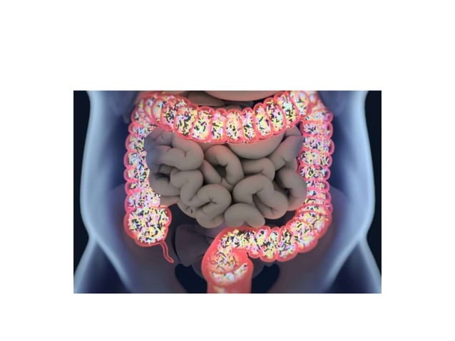 GUT MICROBIOME AND ITS FUNCTIONS IN THE COLON | PPTX | Digestive ...