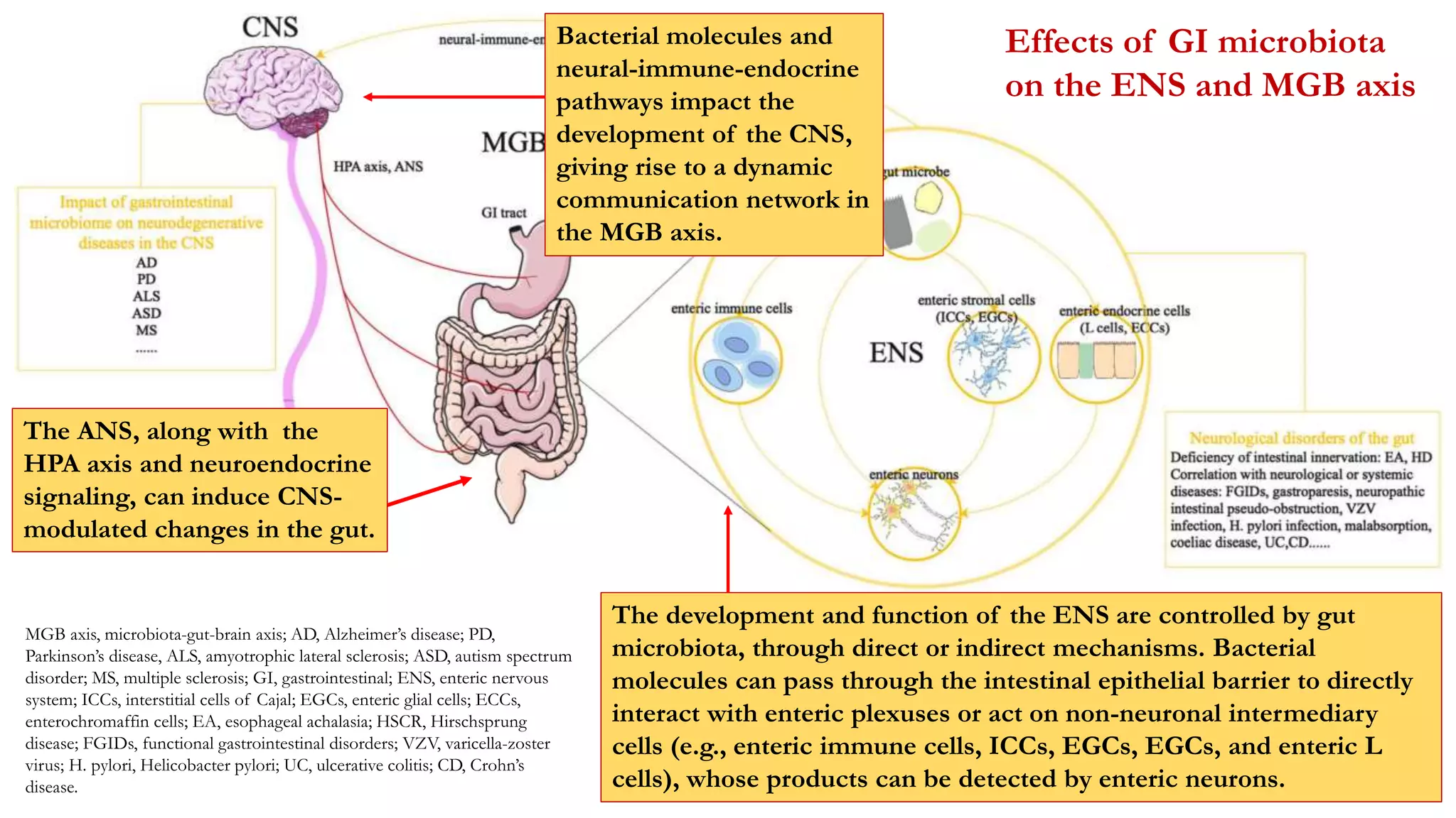 Gut Microbiome and Multiple Sclerosis.pptx