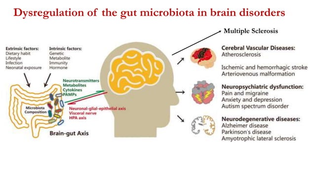 Gut Microbiome and Multiple Sclerosis.pptx