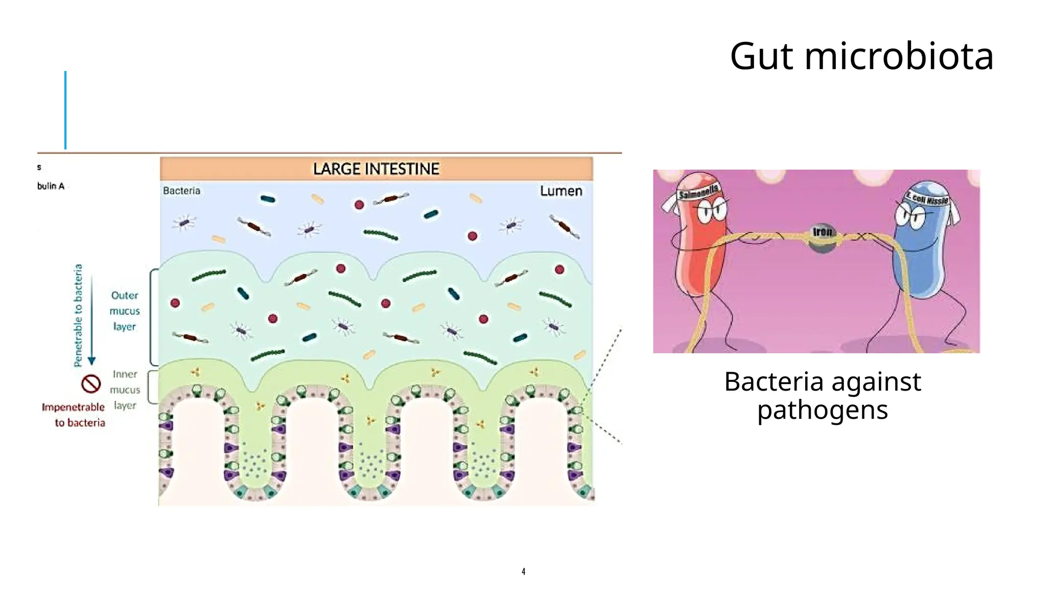 Microbiota intestinal, algunas imagenes introductorias | PPTX