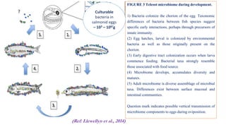 Gut microbiome and host health | PPT