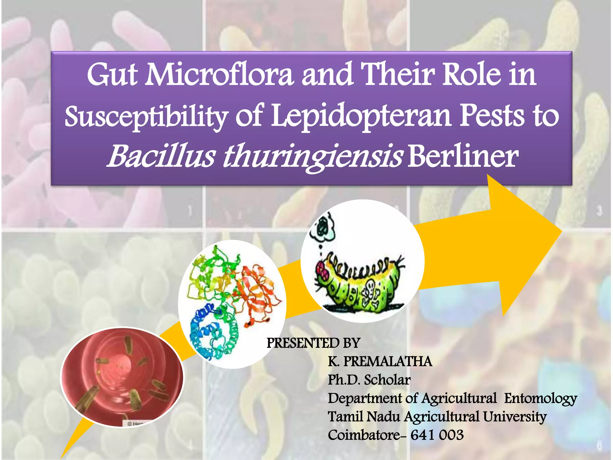 Gut microflora and their role in susceptibility of lepidopteran pests ...