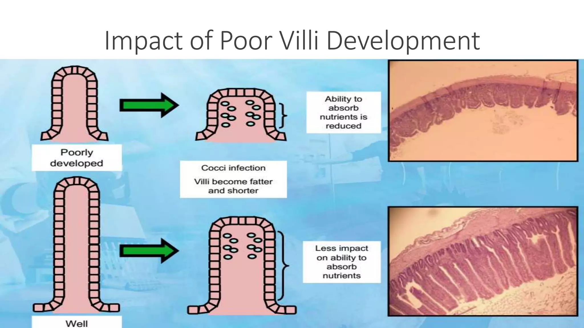 Gut physiology and health importance in commercial poultry | PPTX