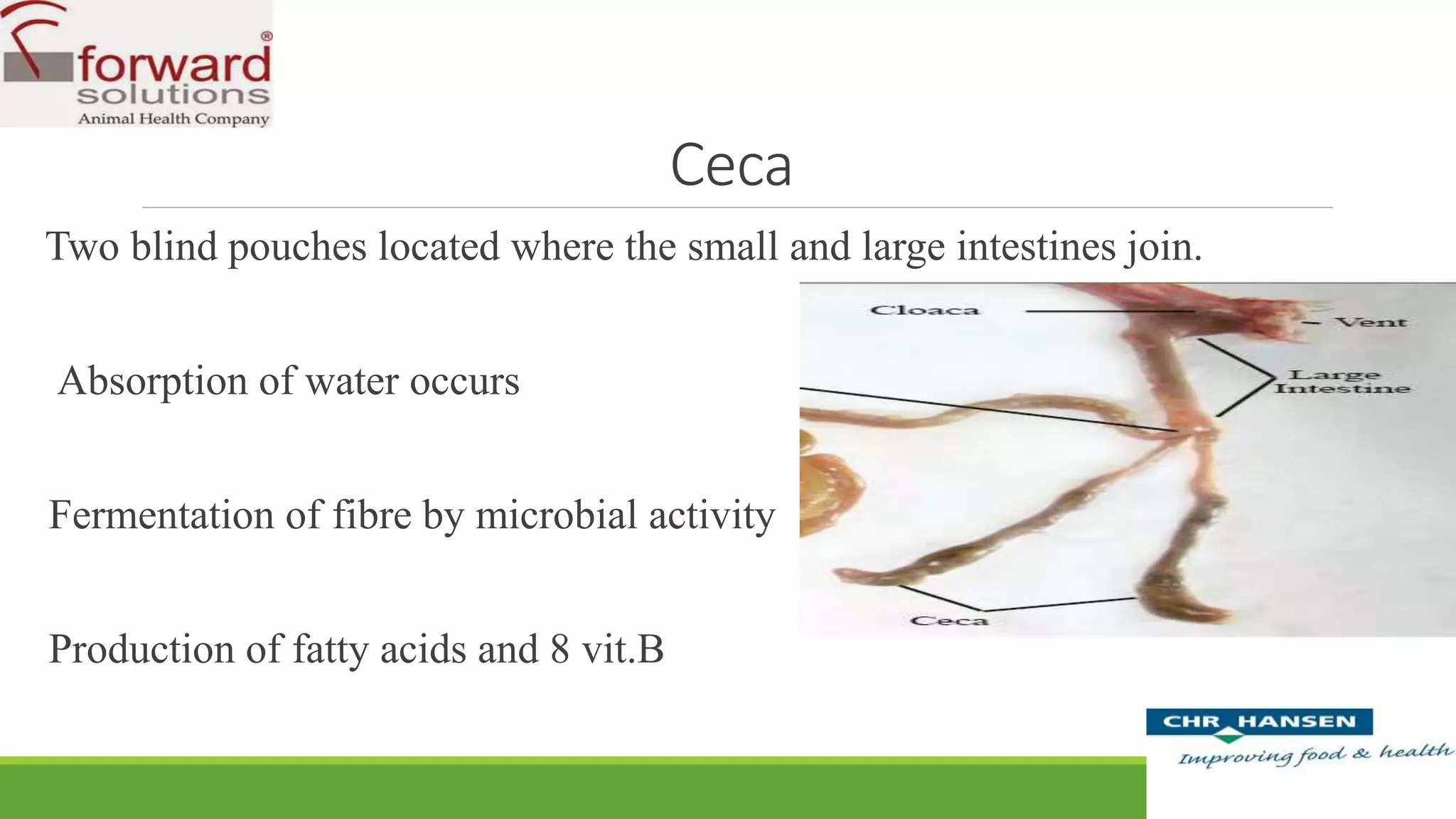 Gut physiology and health importance in commercial poultry | PPTX