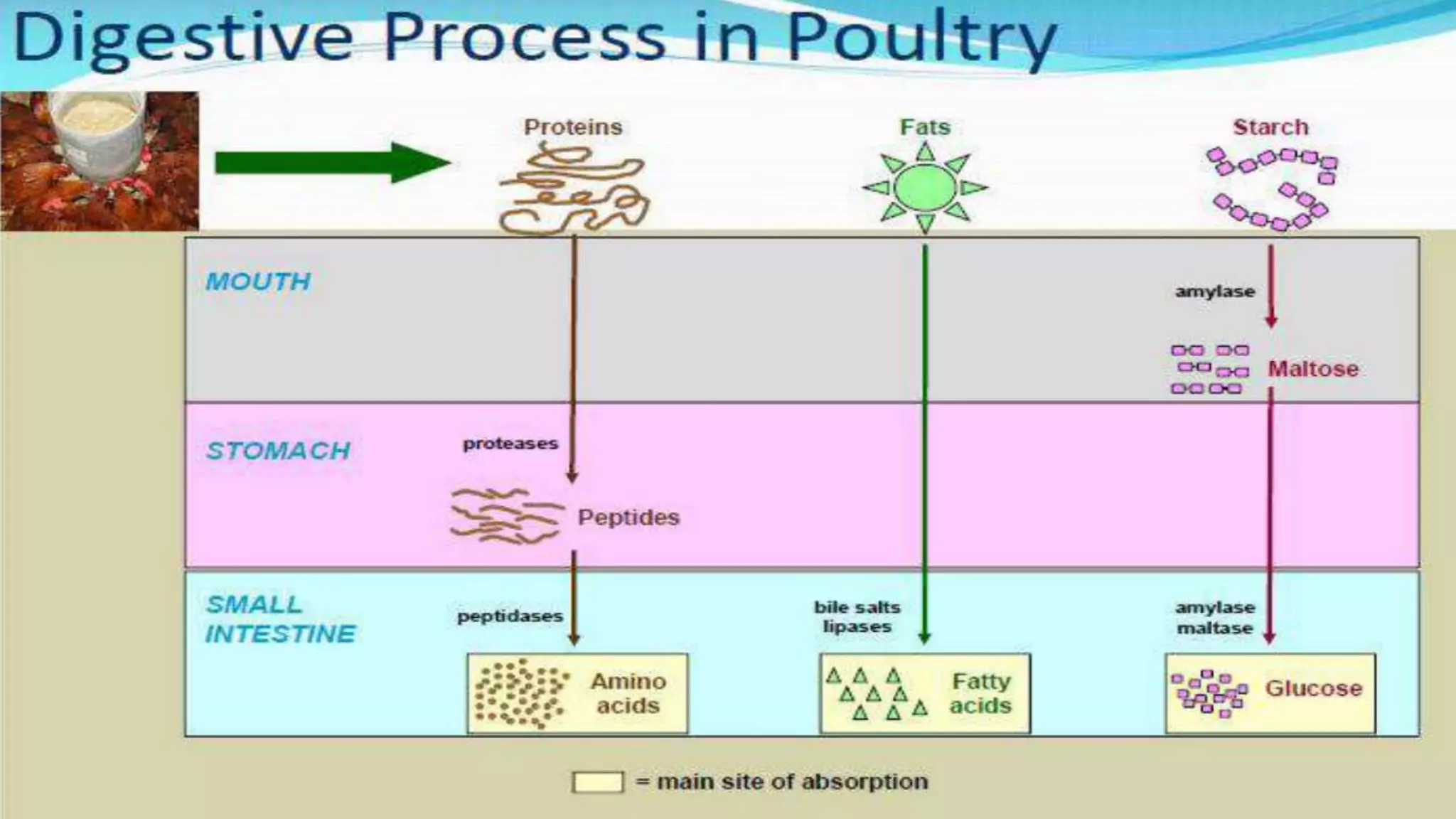 Gut physiology and health importance in commercial poultry | PPTX