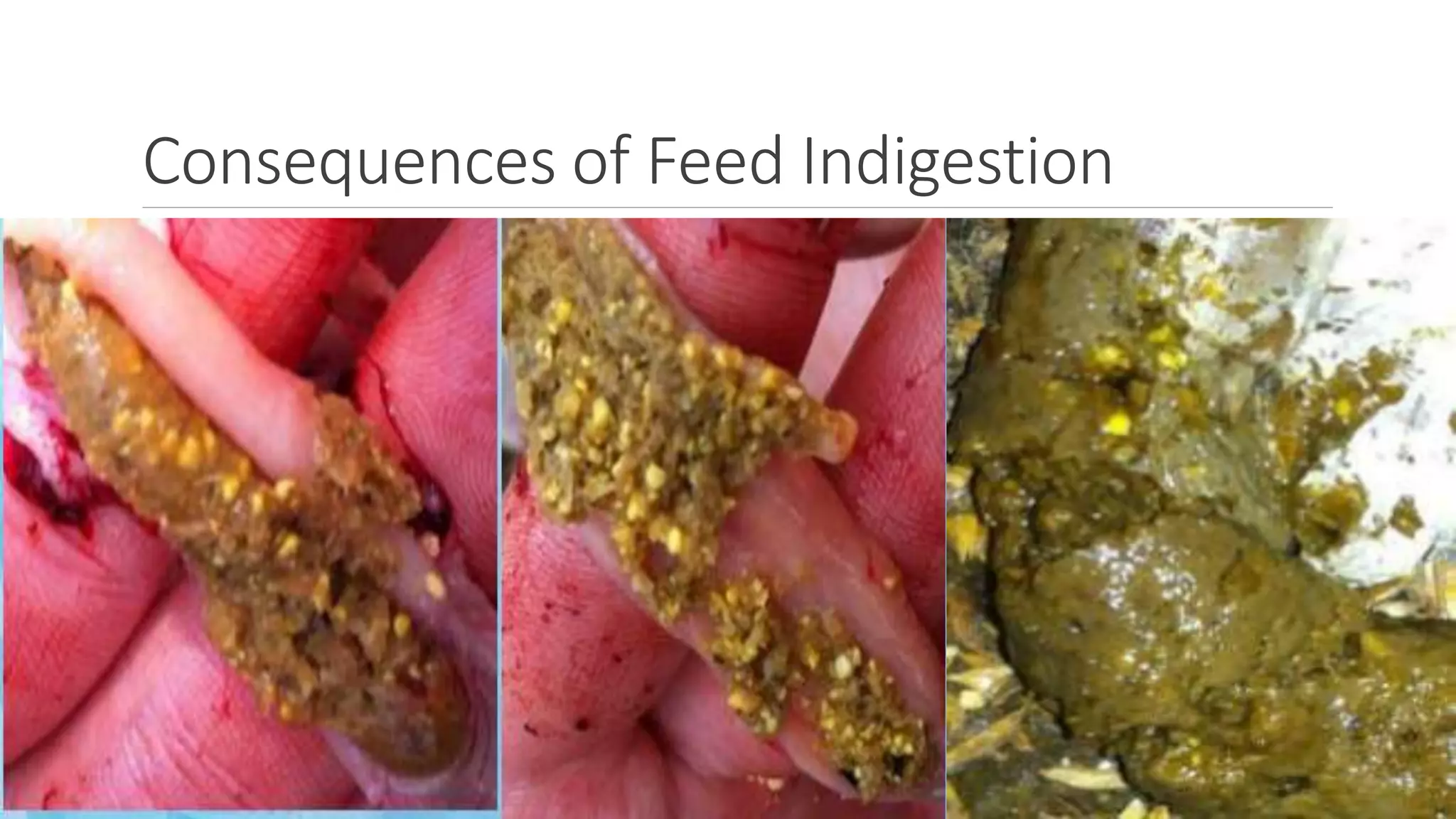Gut physiology and health importance in commercial poultry | PPTX