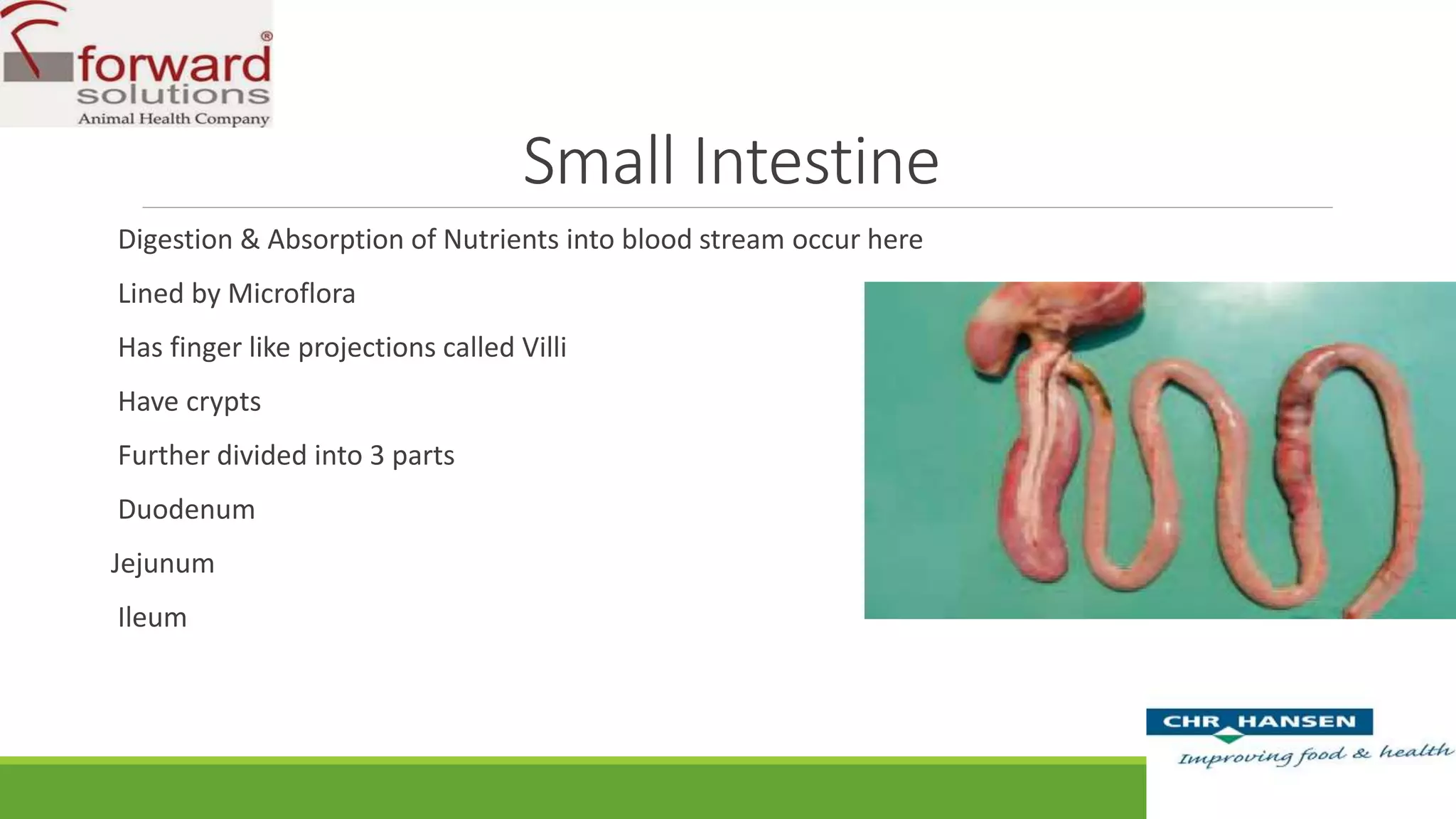 Gut physiology and health importance in commercial poultry | PPTX