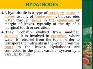 Guttatuion | PPTX | Gardening | Home & Garden