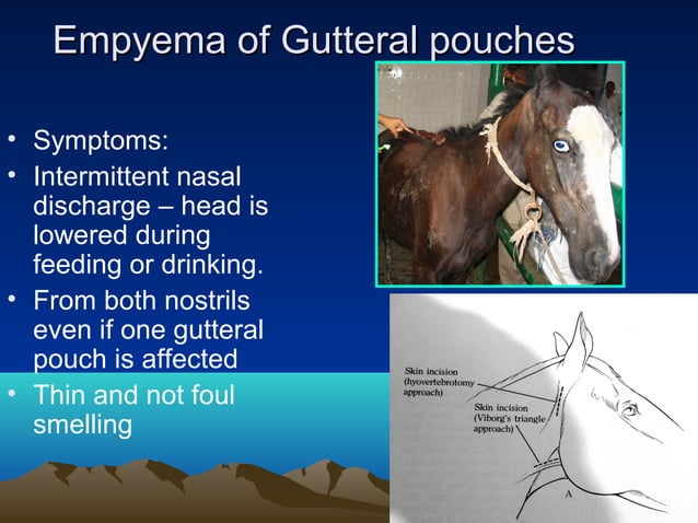 Gutteral pouches, By Dr. Rekha Pathak, senior scientist IVRI | PPT