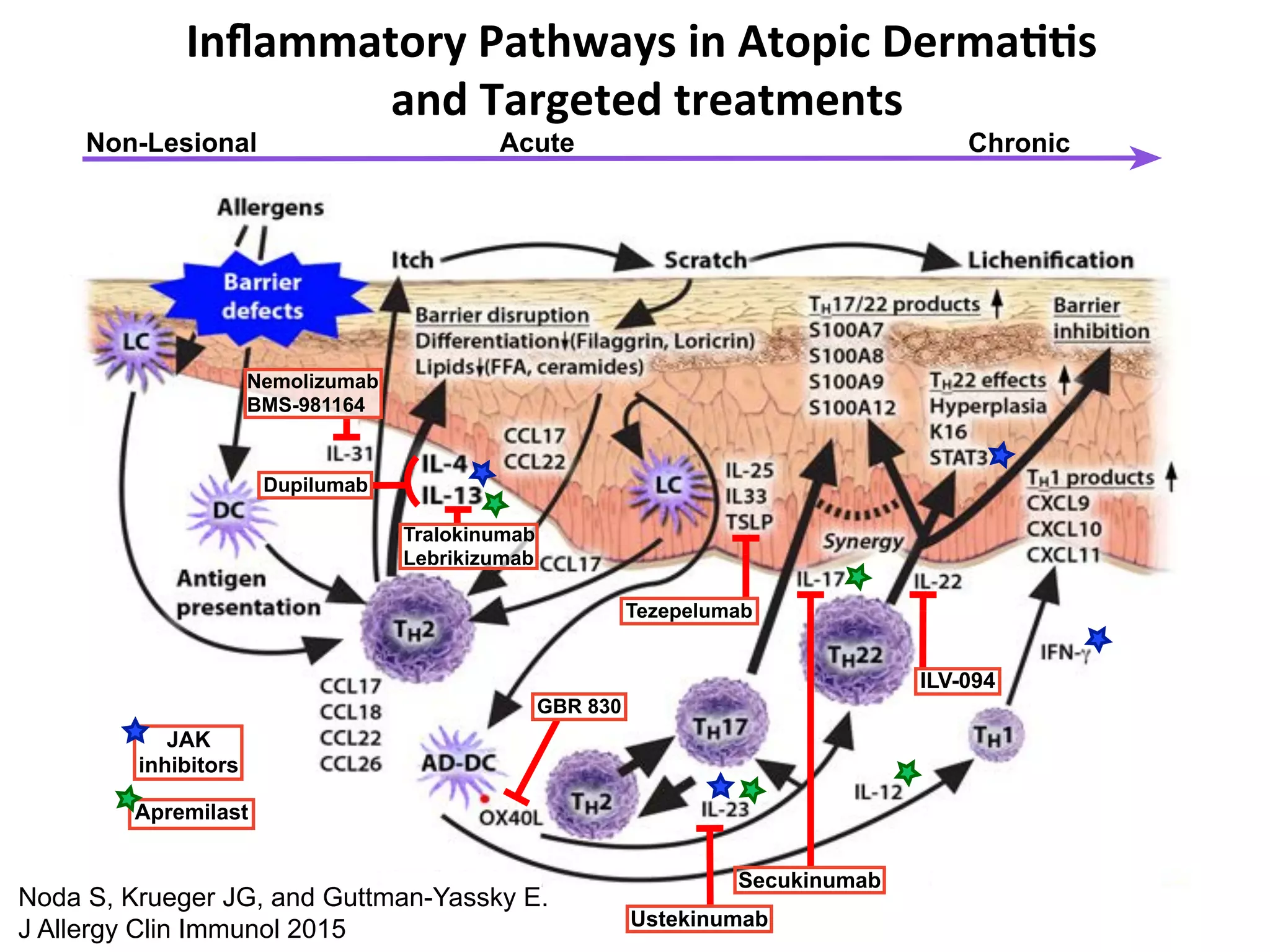 Cytokine Targeted Therapeutics: Lessons from Atopic Dermatitis and Other Inflammatory Skin ...