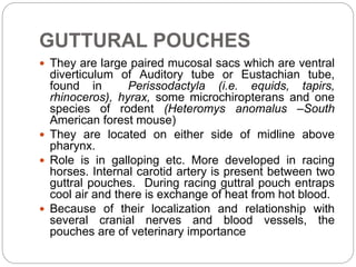 Guttural pouch anatomy | PPTX