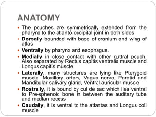 Guttural pouch anatomy | PPTX