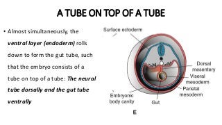 Gut tube and body cavities.pptx