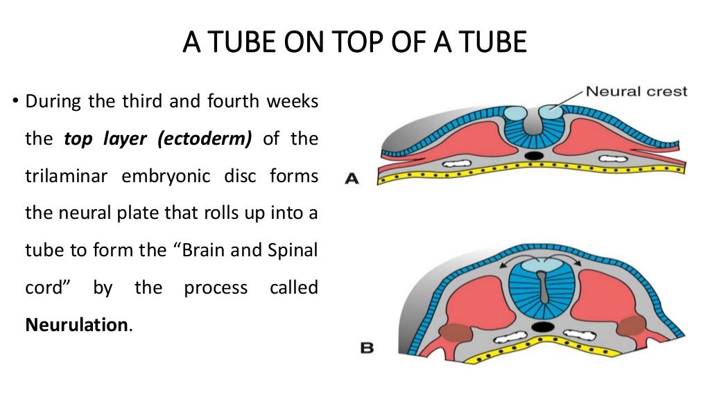 Gut tube and body cavities.pptx