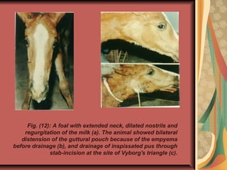 Guttural pouch in equine | PPT