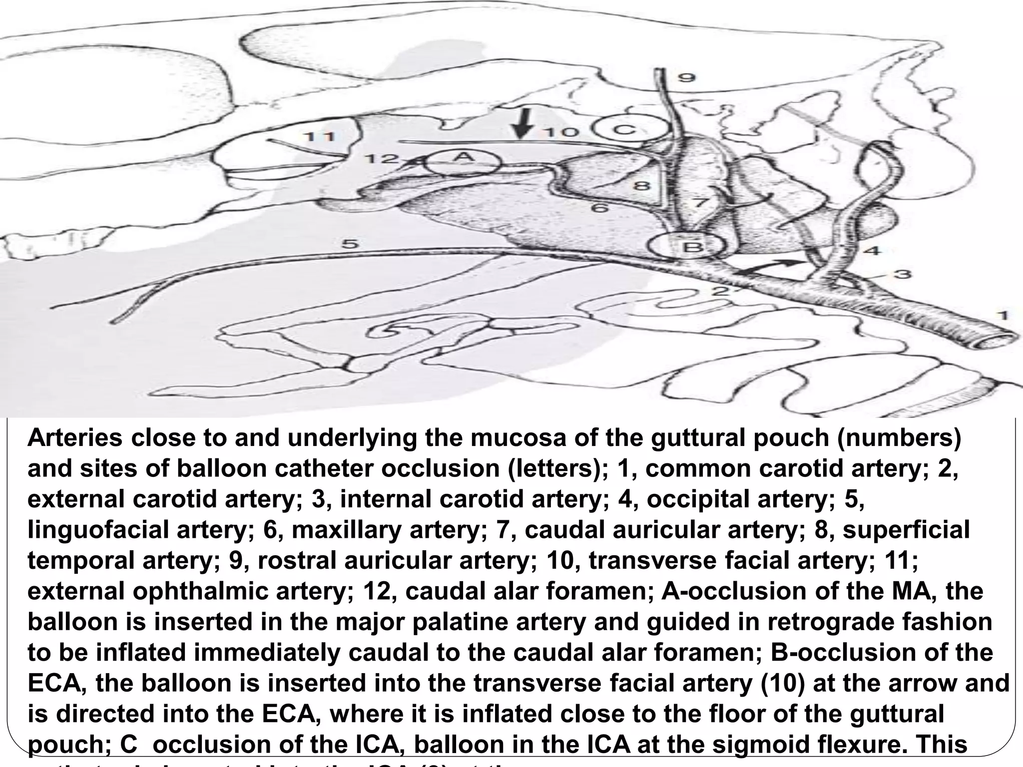 Guttural pouch mycosis | PPTX