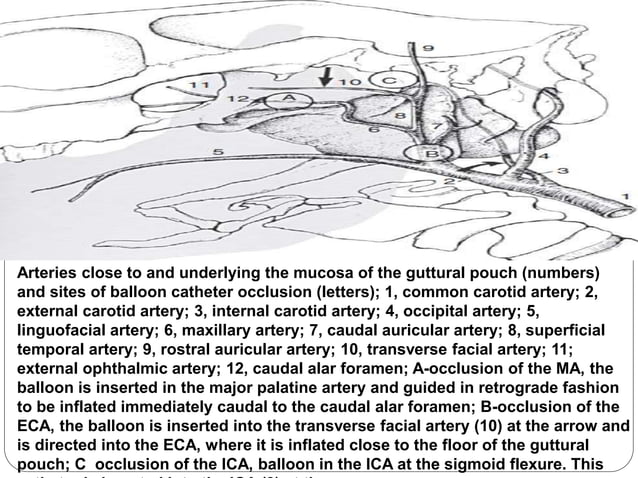 Guttural pouch mycosis | PPTX