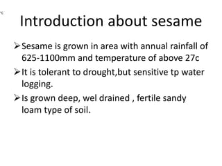 sesame crop | PPTX