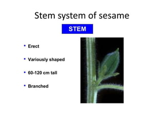 sesame crop | PPT