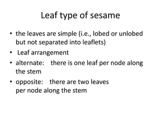 sesame crop | PPTX