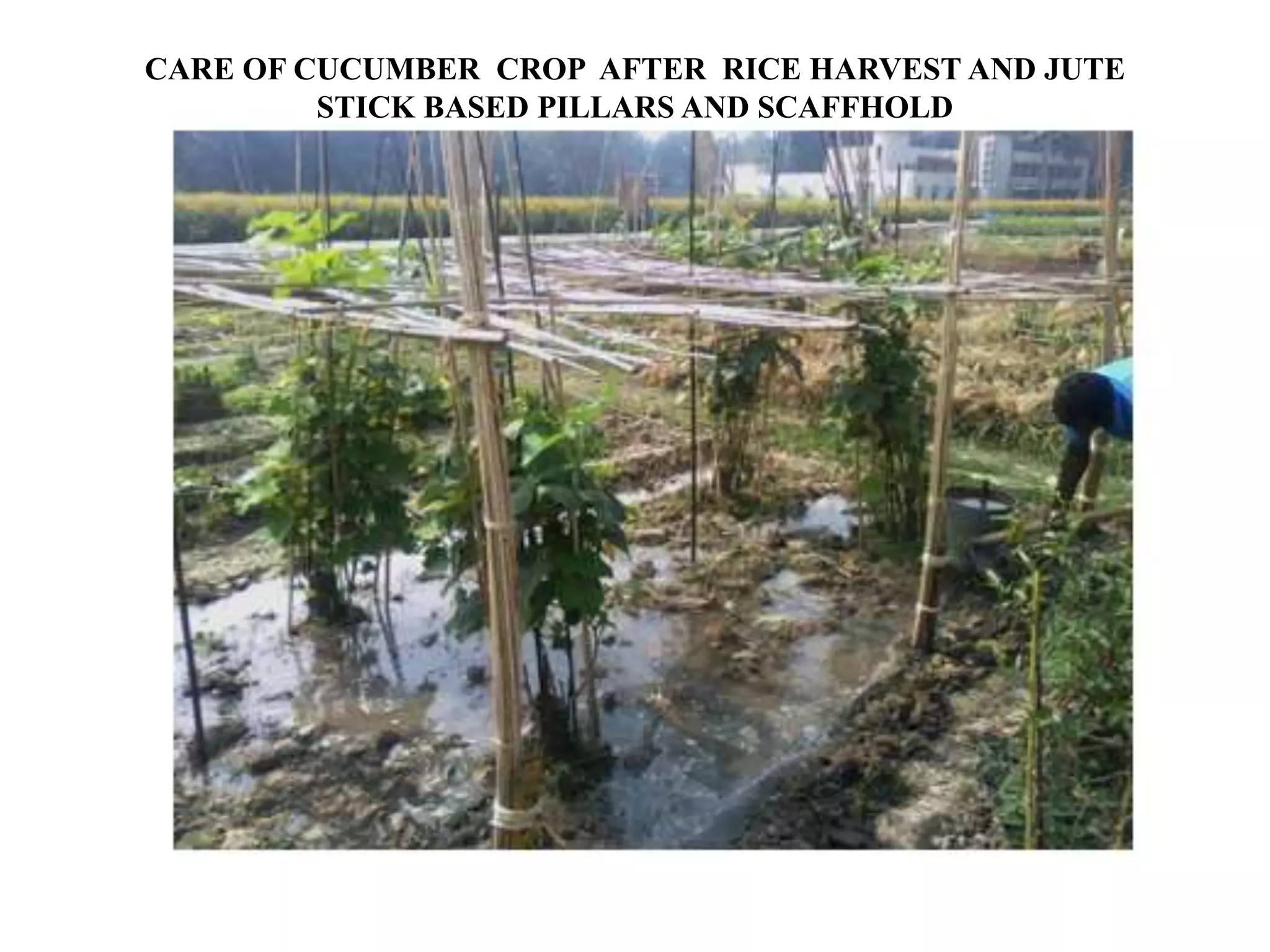 Inter-cropping/relay cropping of vegetables with rice using jute/gunny ...