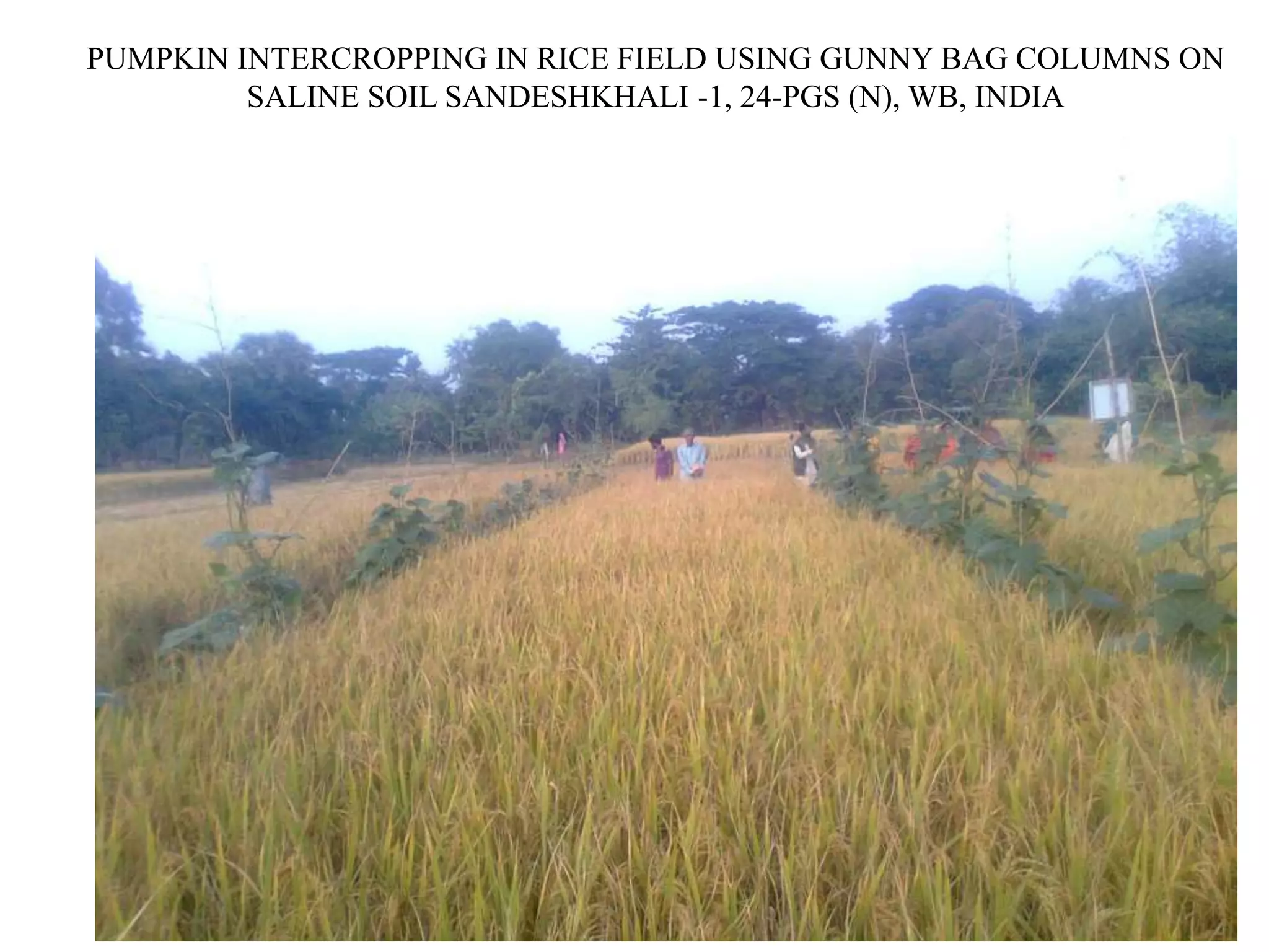 Inter-cropping/relay cropping of vegetables with rice using jute/gunny ...