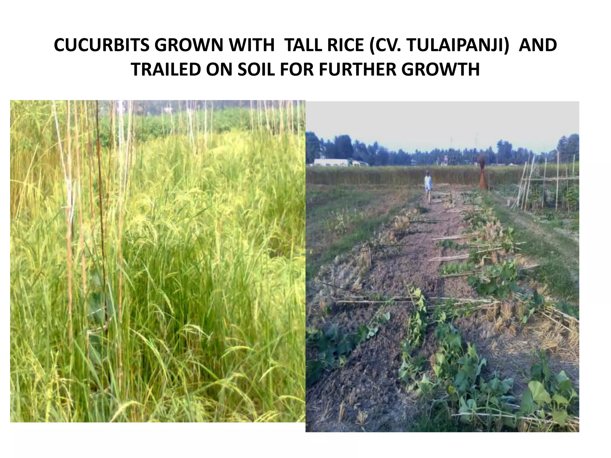 Inter-cropping/relay cropping of vegetables with rice using jute/gunny ...