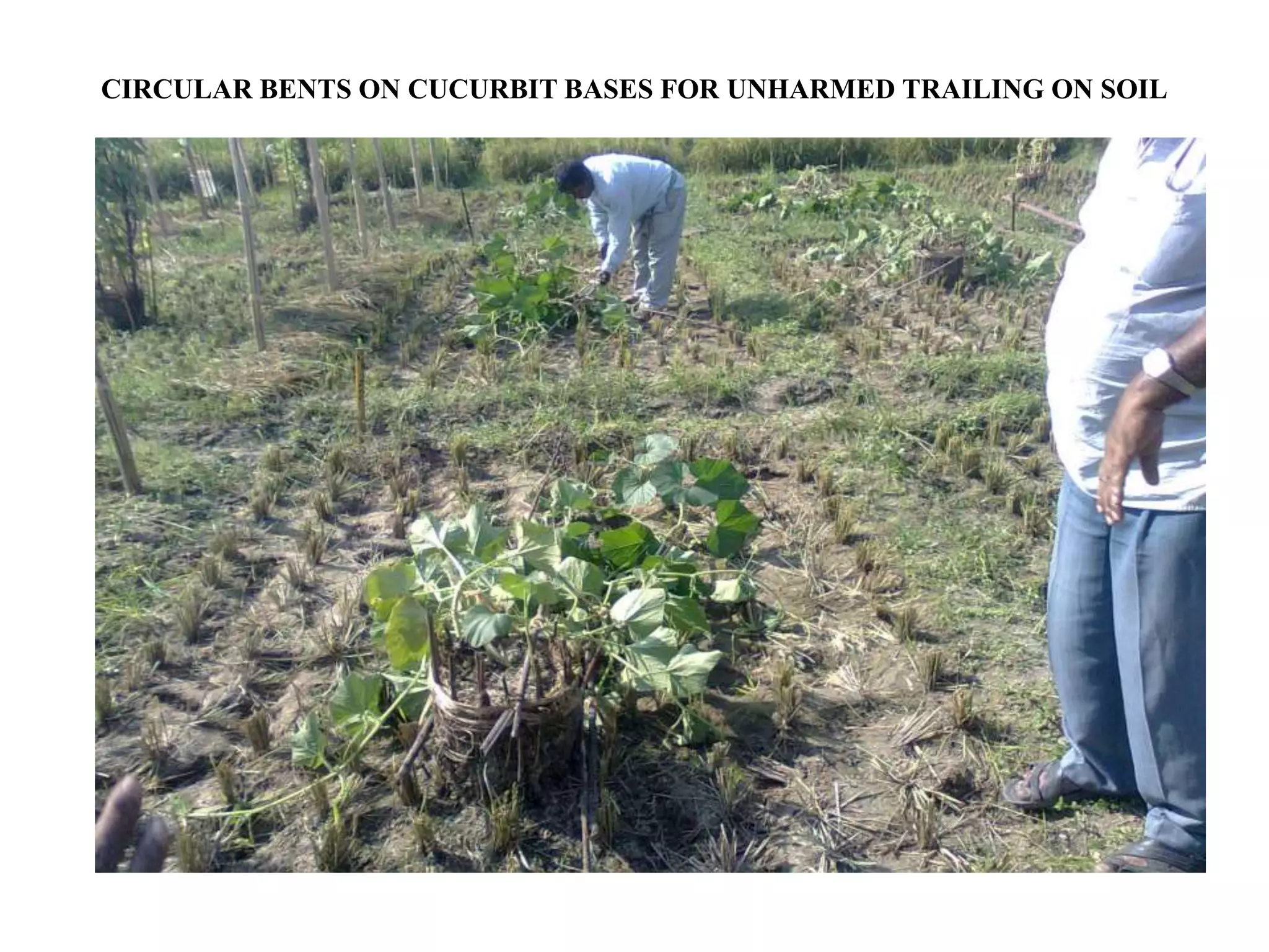 Inter-cropping/relay cropping of vegetables with rice using jute/gunny ...