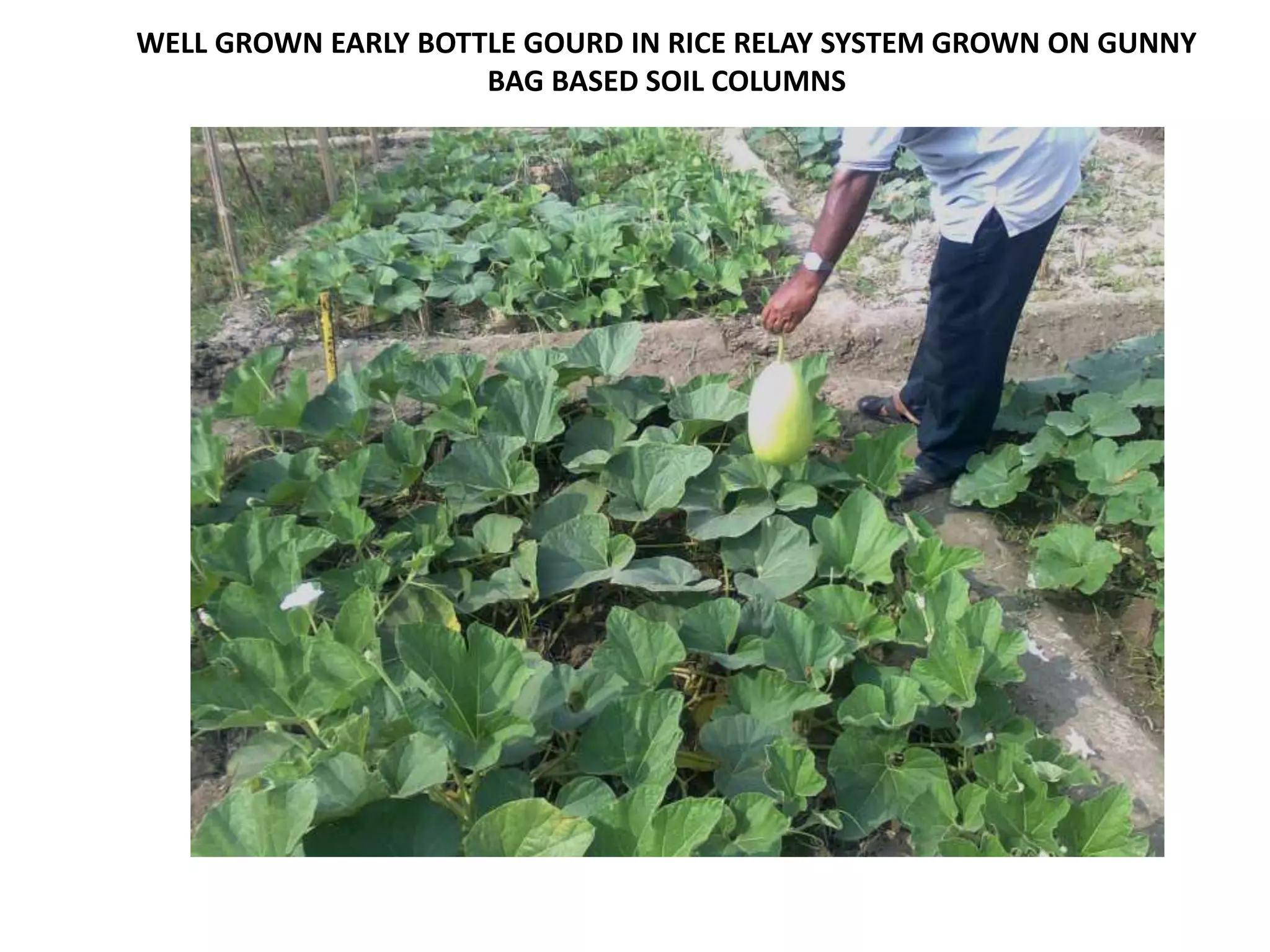 Inter-cropping/relay cropping of vegetables with rice using jute/gunny ...