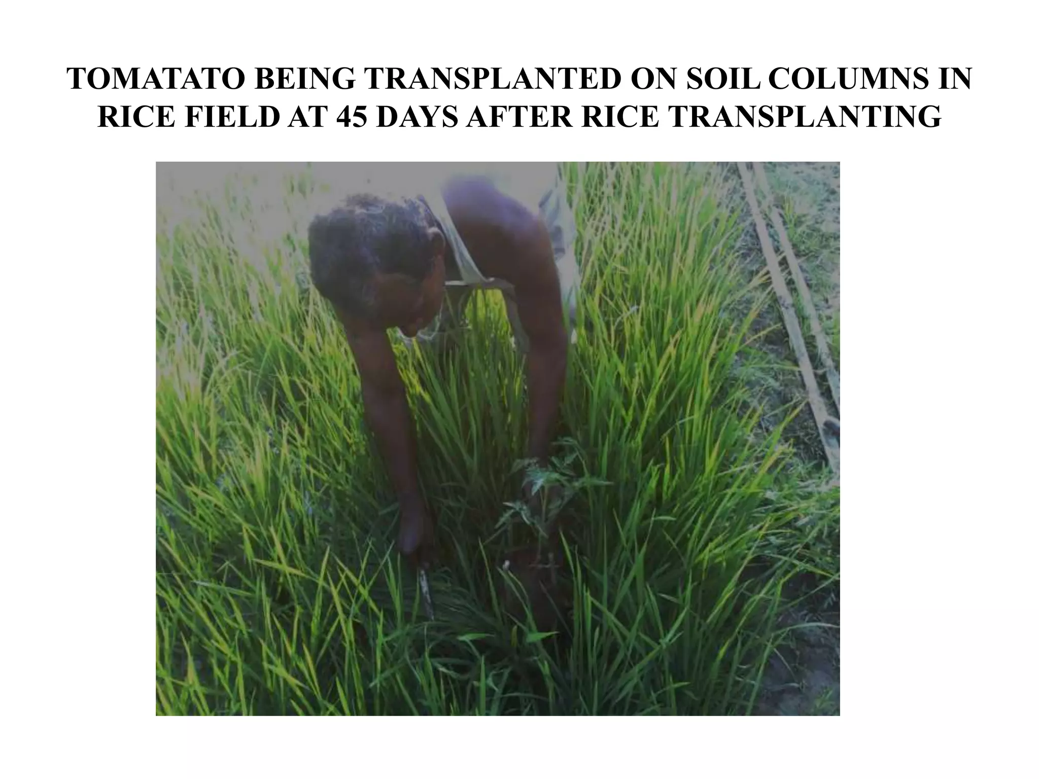 Inter-cropping/relay cropping of vegetables with rice using jute/gunny ...