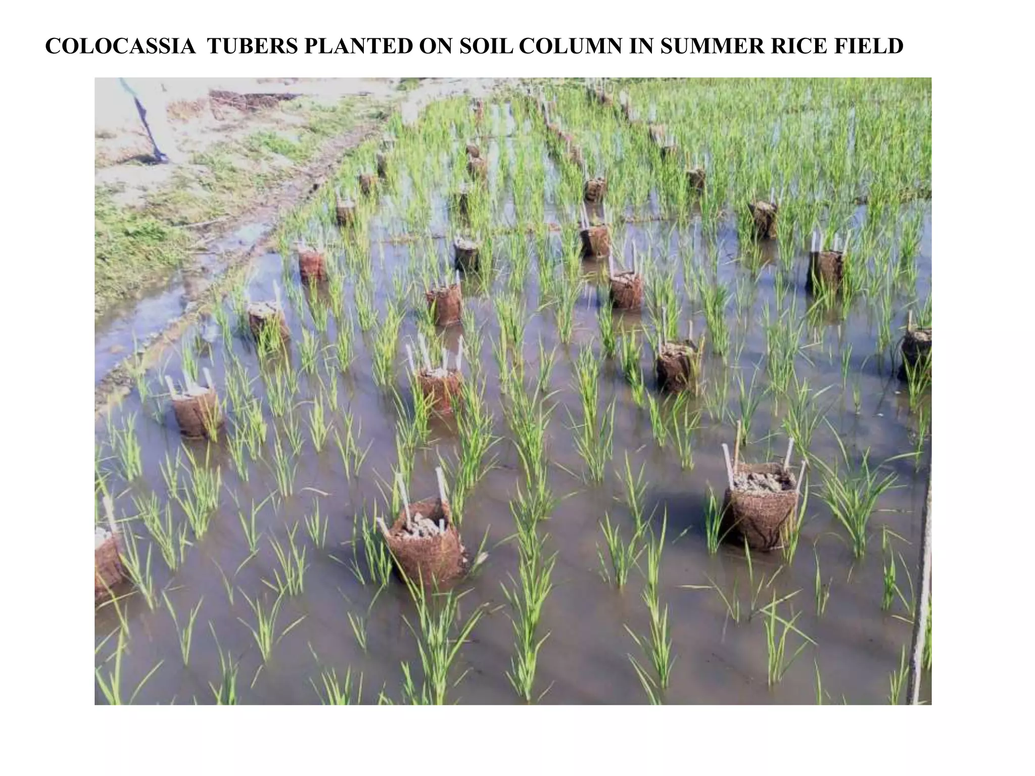 Inter-cropping/relay cropping of vegetables with rice using jute/gunny ...