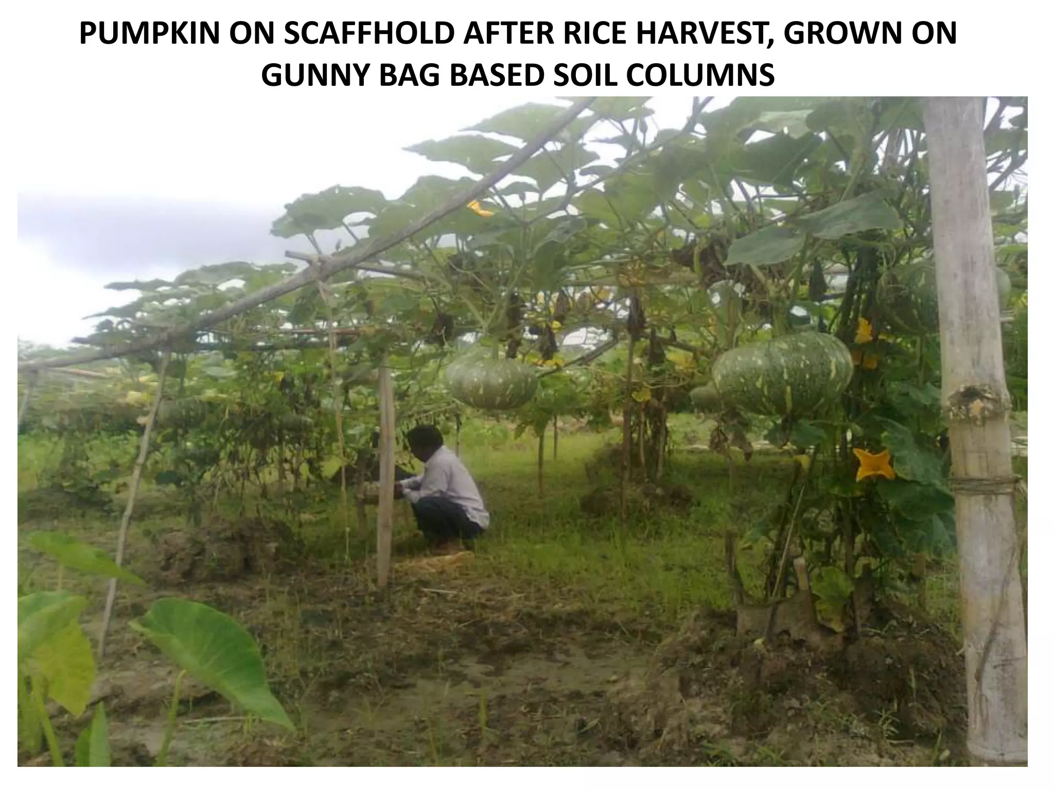 Inter-cropping/relay cropping of vegetables with rice using jute/gunny ...