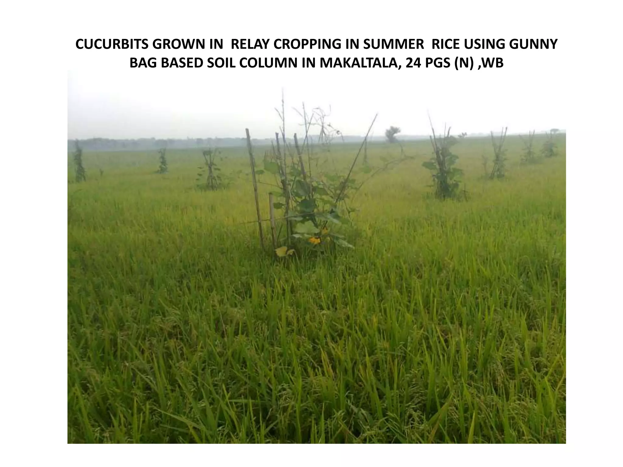 Inter-cropping/relay cropping of vegetables with rice using jute/gunny ...