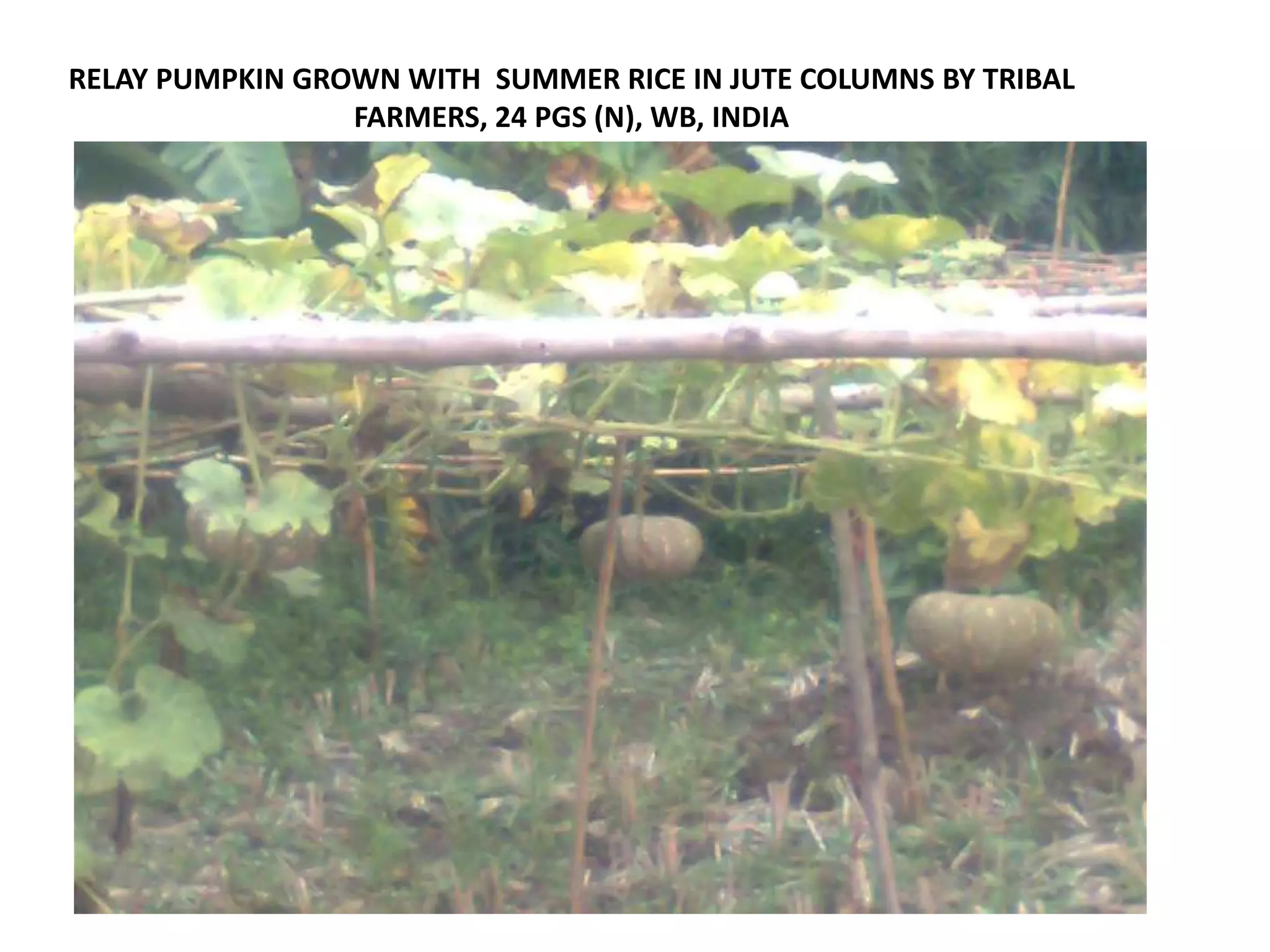 Inter-cropping/relay cropping of vegetables with rice using jute/gunny ...