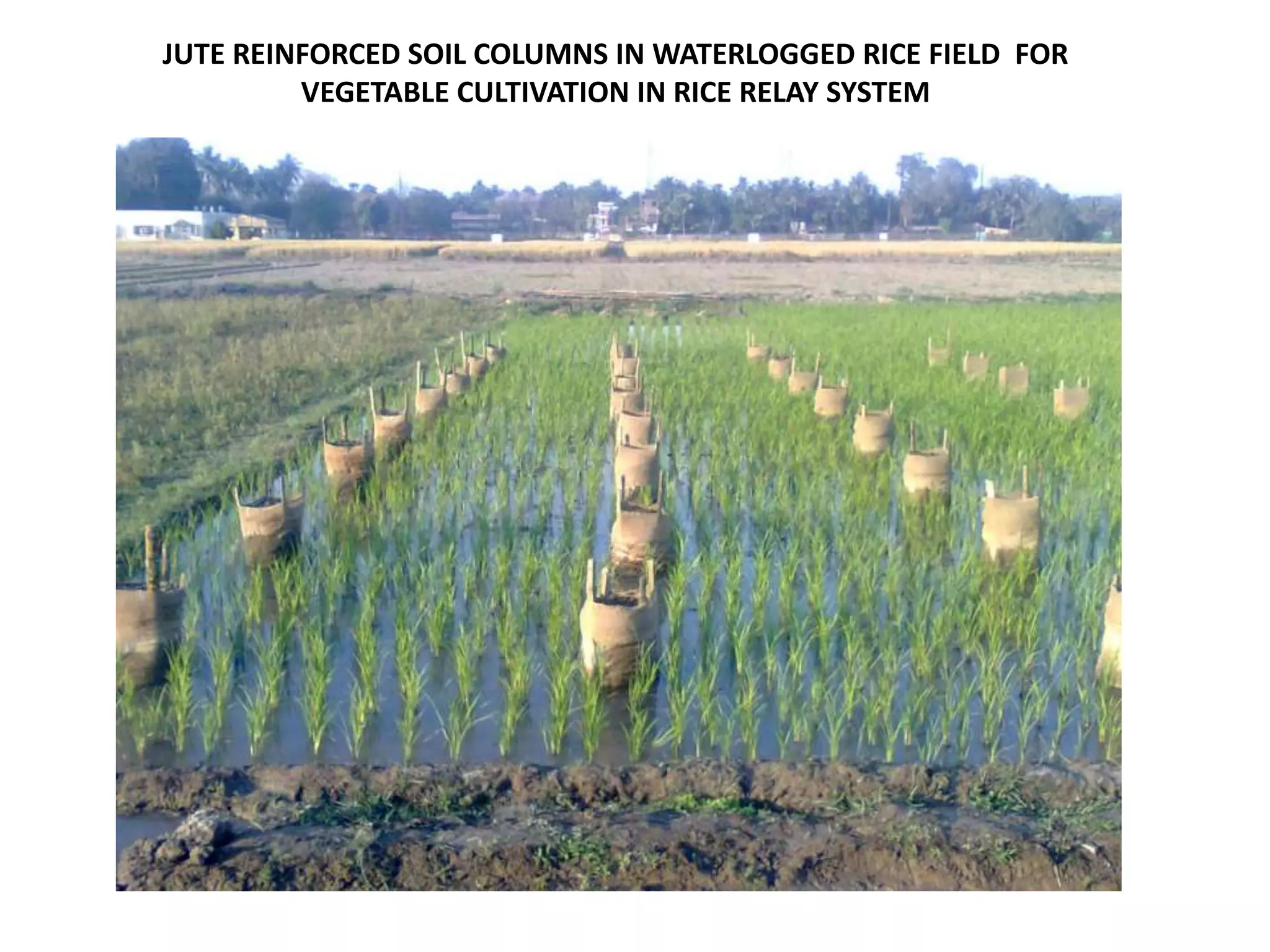 Inter-cropping/relay cropping of vegetables with rice using jute/gunny ...