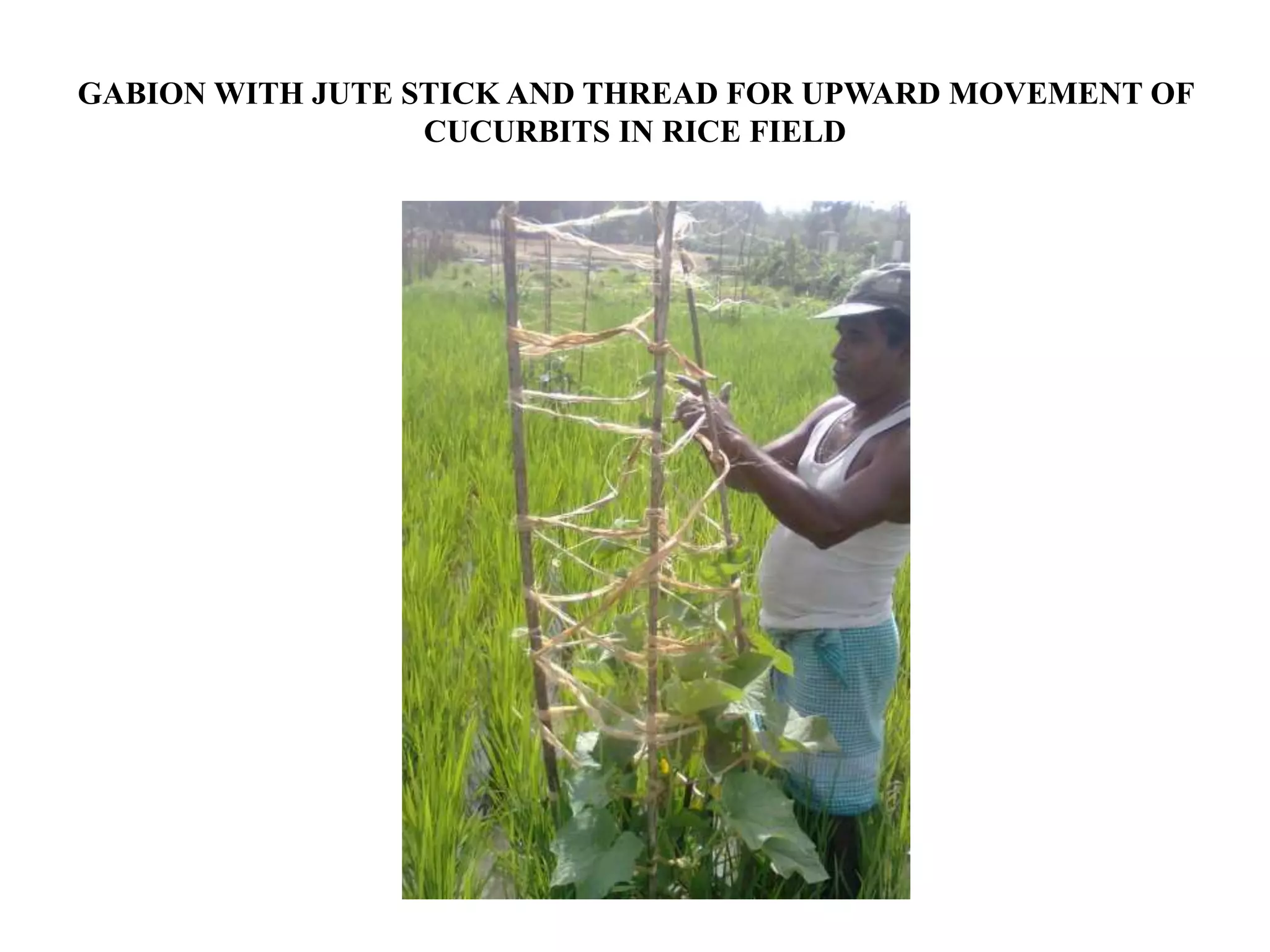 Inter-cropping/relay cropping of vegetables with rice using jute/gunny ...