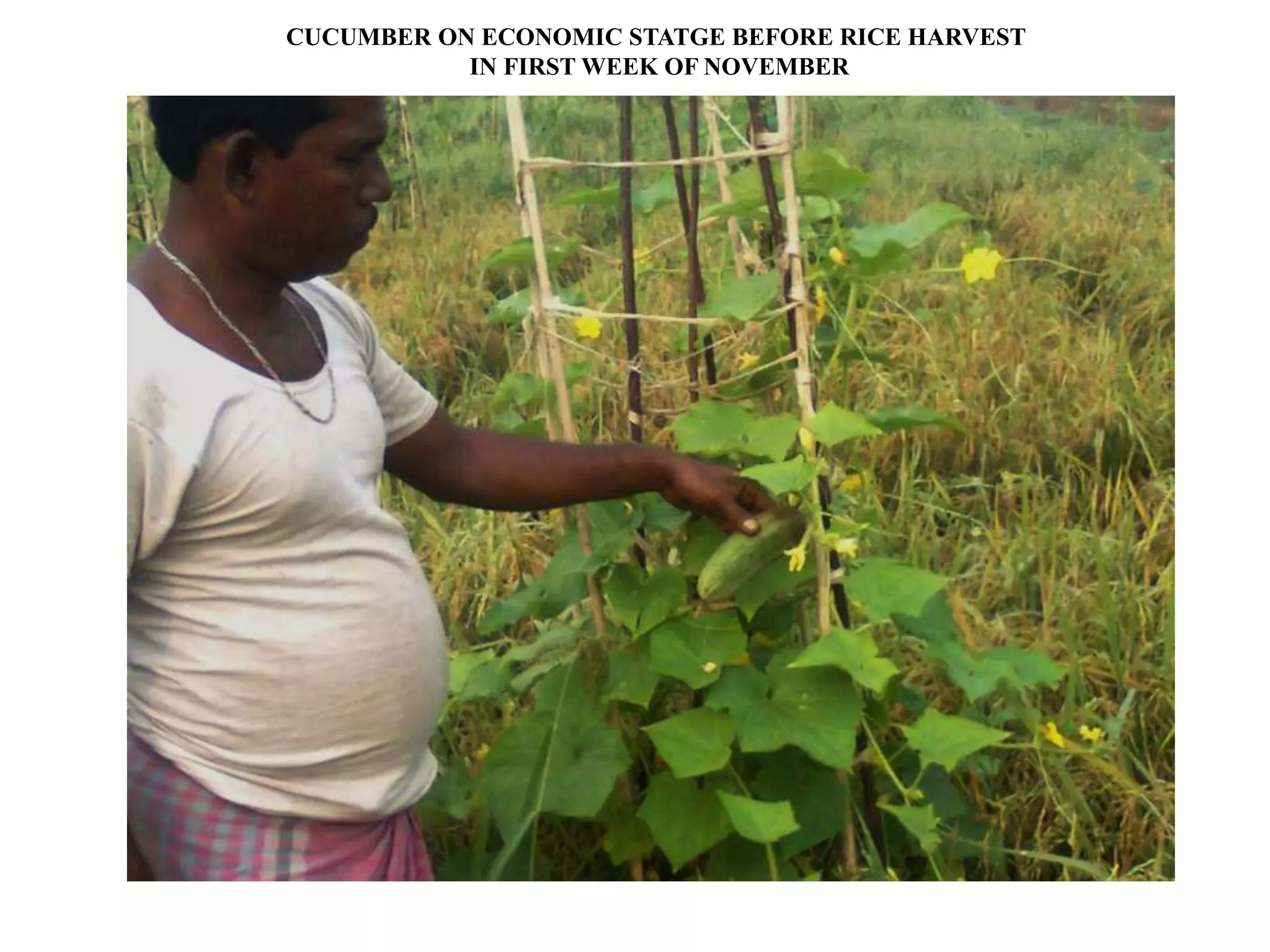 Inter-cropping/relay cropping of vegetables with rice using jute/gunny ...