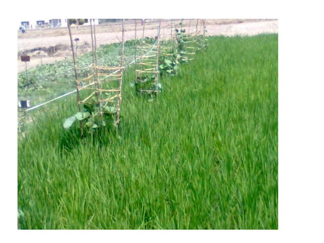 Inter-cropping/relay cropping of vegetables with rice using jute/gunny ...