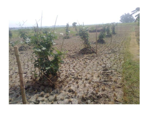 Inter-cropping/relay cropping of vegetables with rice using jute/gunny ...