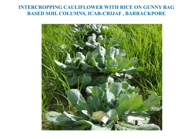 Inter-cropping/relay cropping of vegetables with rice using jute/gunny ...