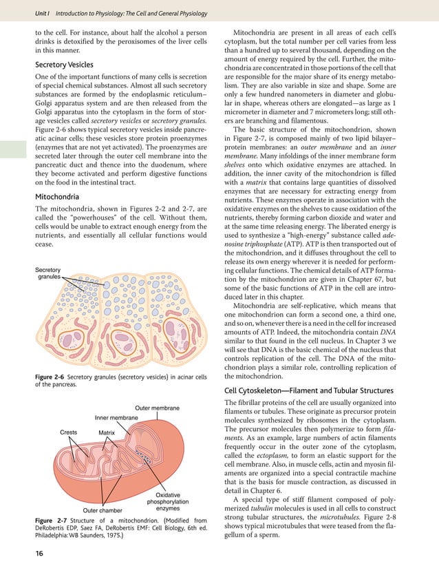 Guyton-and-Hall-Textbook-of-Medical-Physiology-12th-Ed.pdf